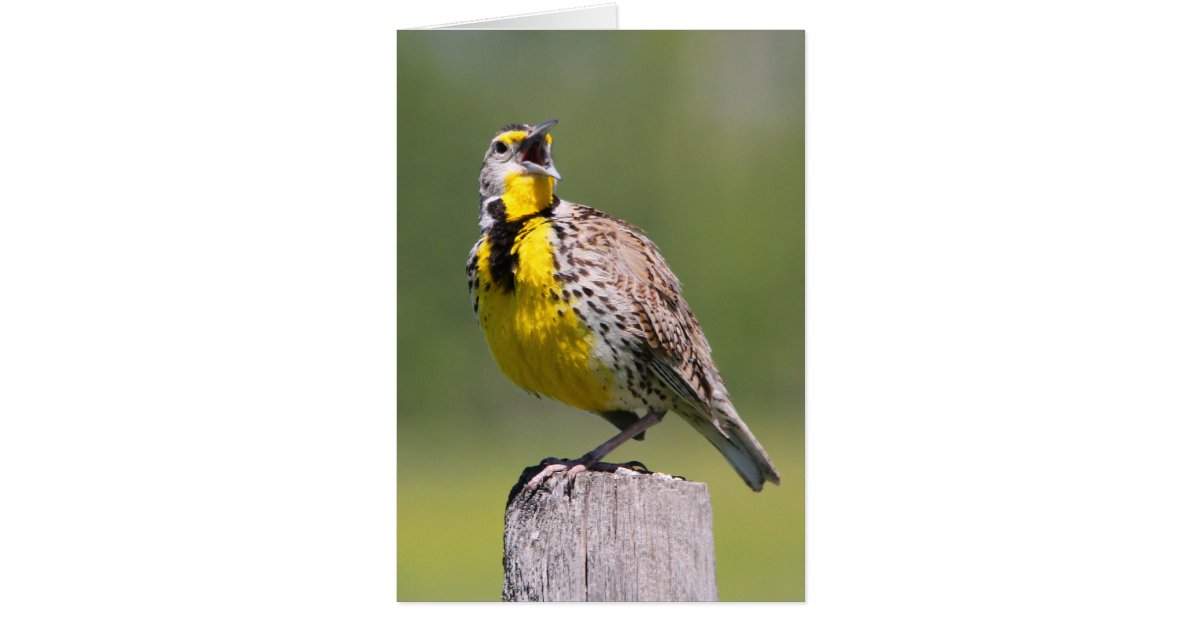 Western Meadowlark | Zazzle