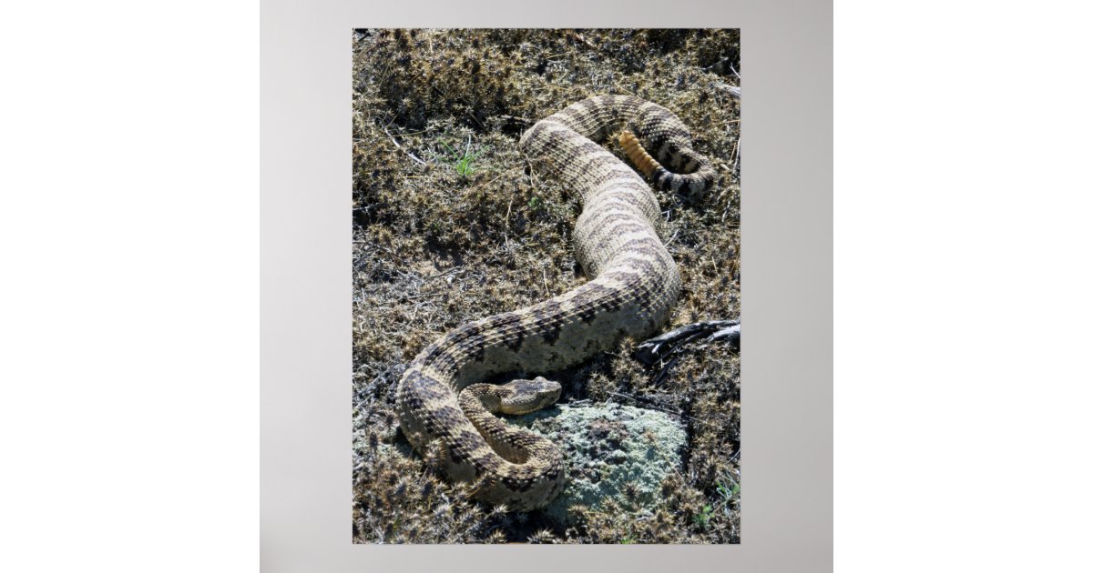 Western Rattlesnake Poster | Zazzle