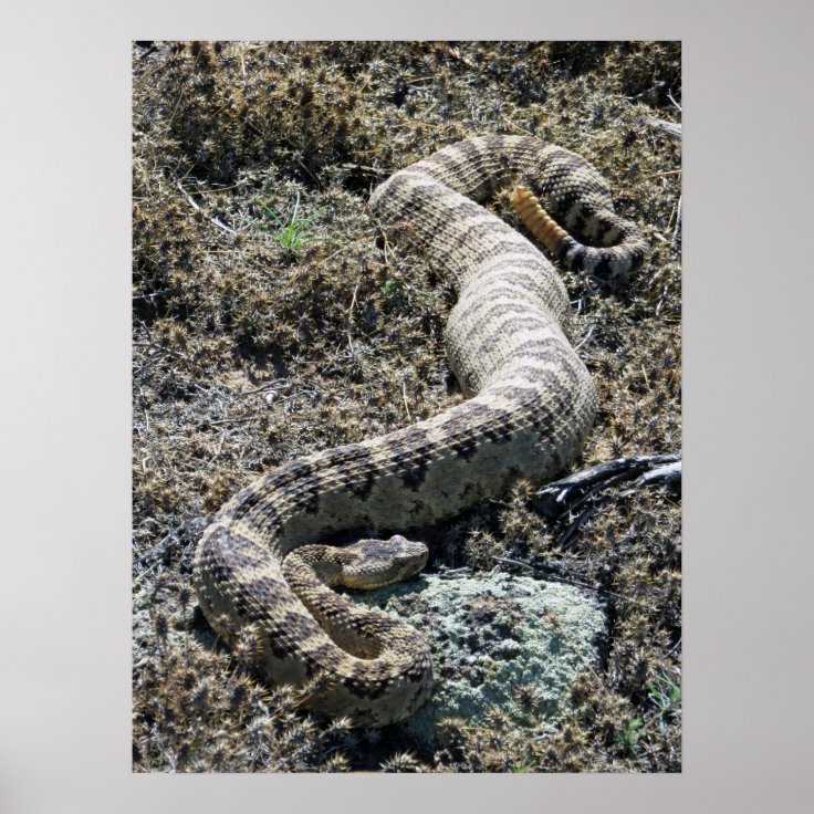 Western Rattlesnake Poster | Zazzle