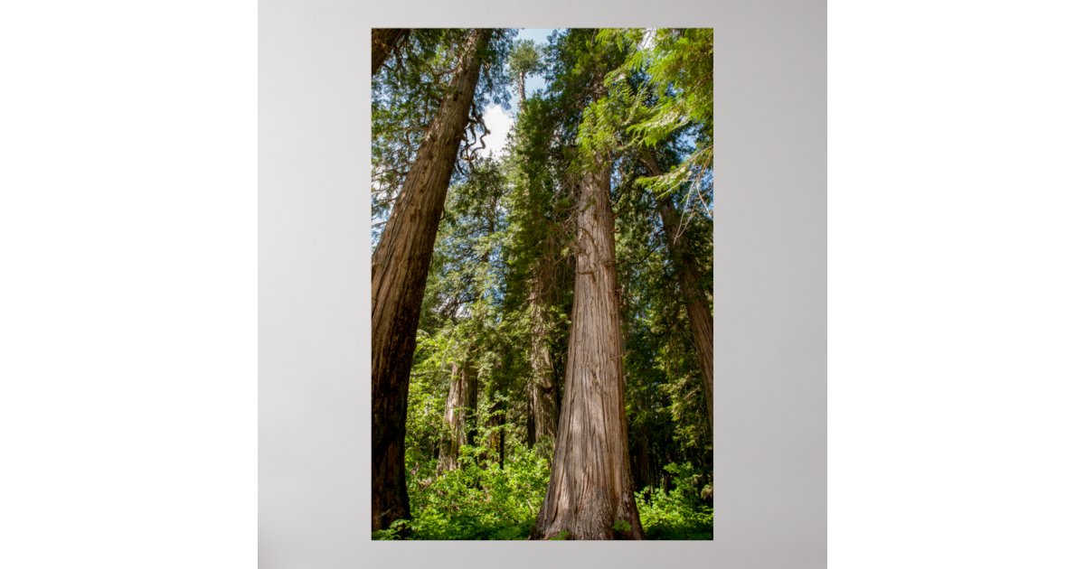 Western Red Cedar Trees Poster | Zazzle