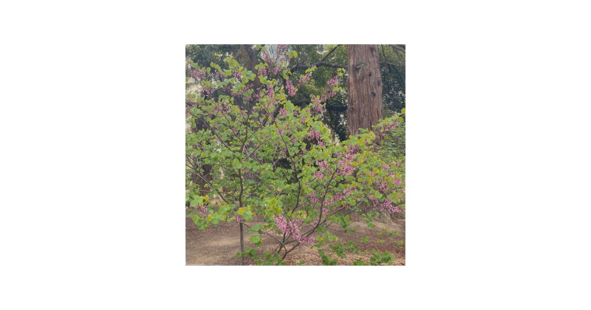 Western Redbud Wood Wall Art | Zazzle