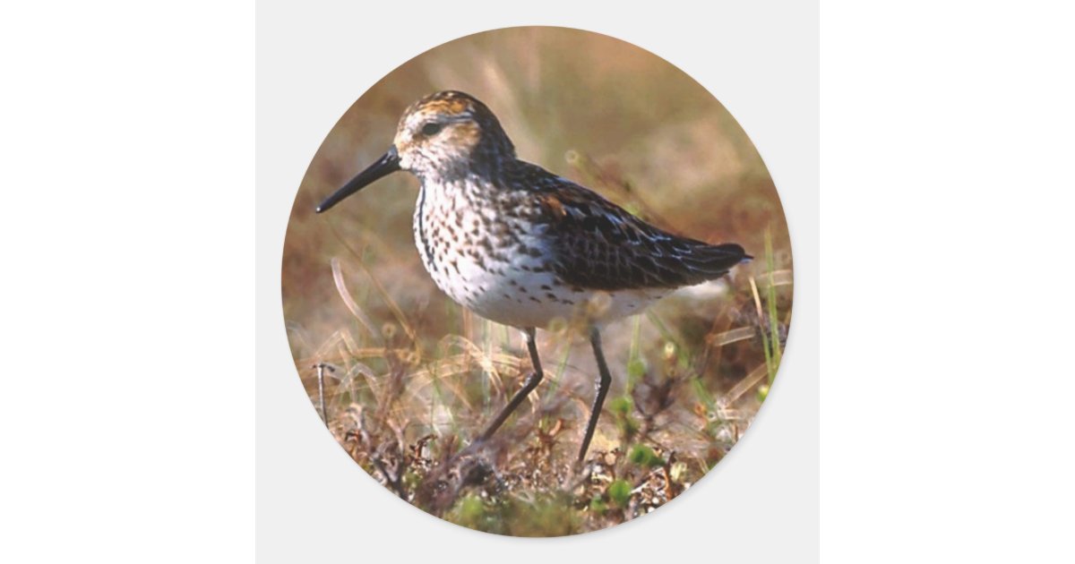 Western Sandpiper Classic Round Sticker | Zazzle