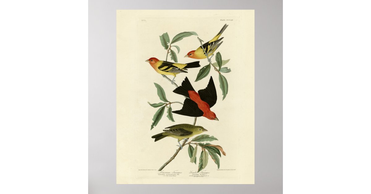 Western, Scarlet Tanagers Audubon Birds of America Poster | Zazzle