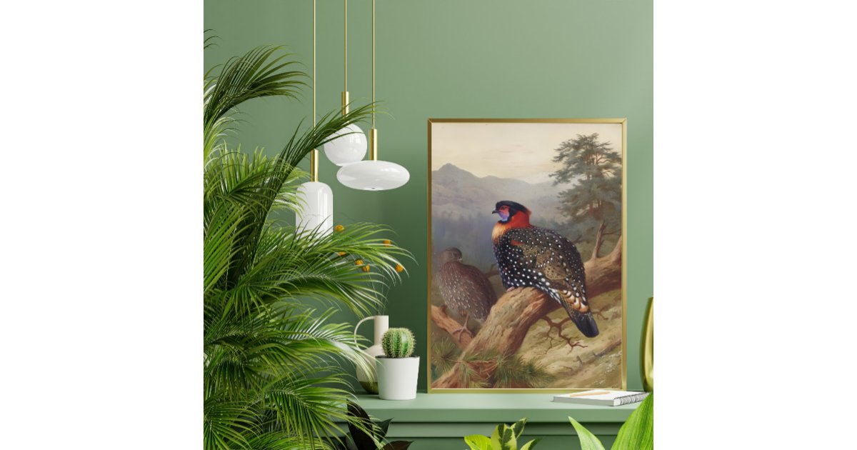 Western tragopan, Bird Illustrations Poster | Zazzle