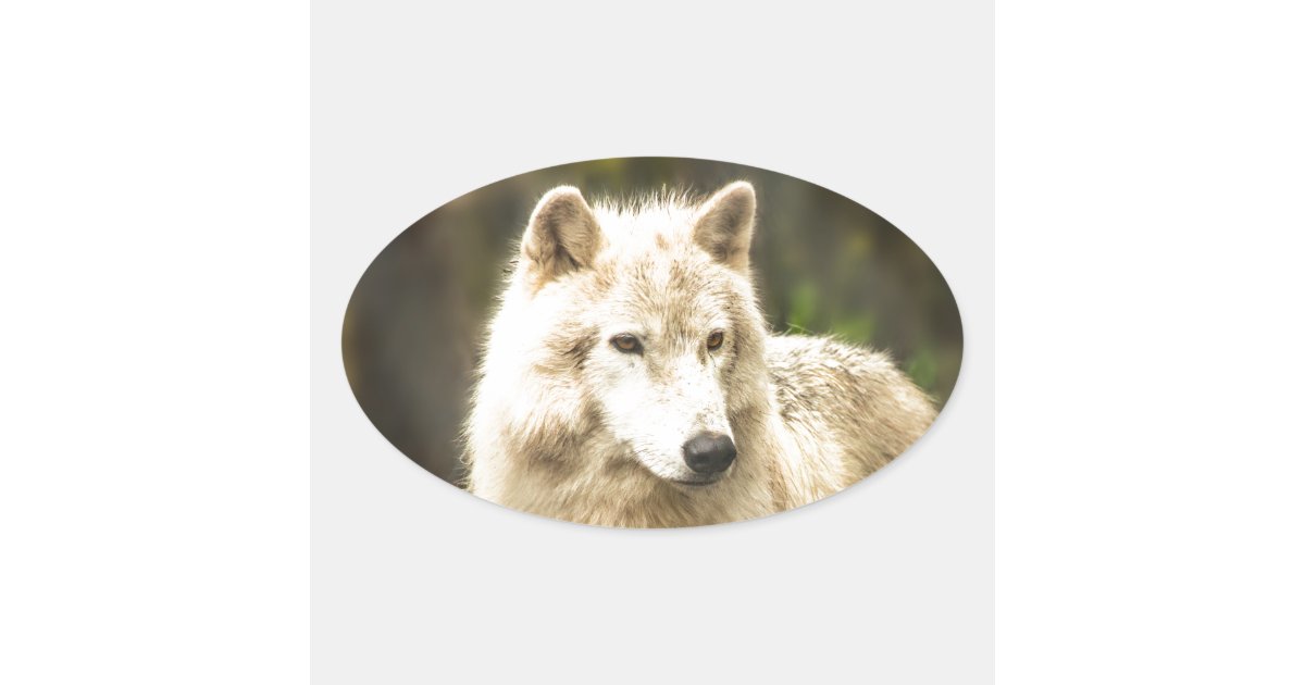 Wet Arctic Wolf in Spring Photo Oval Sticker | Zazzle