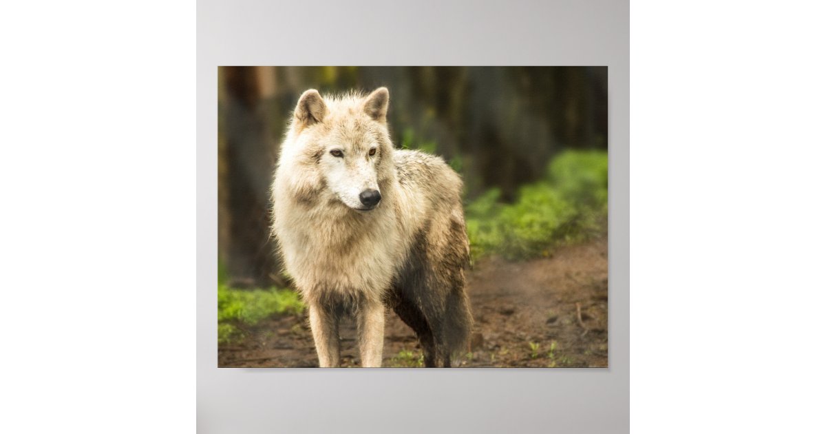 Wet Arctic Wolf in Spring Photo Poster | Zazzle