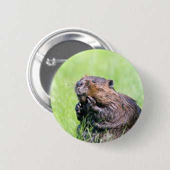 Wet Beaver Pinback Button | Zazzle