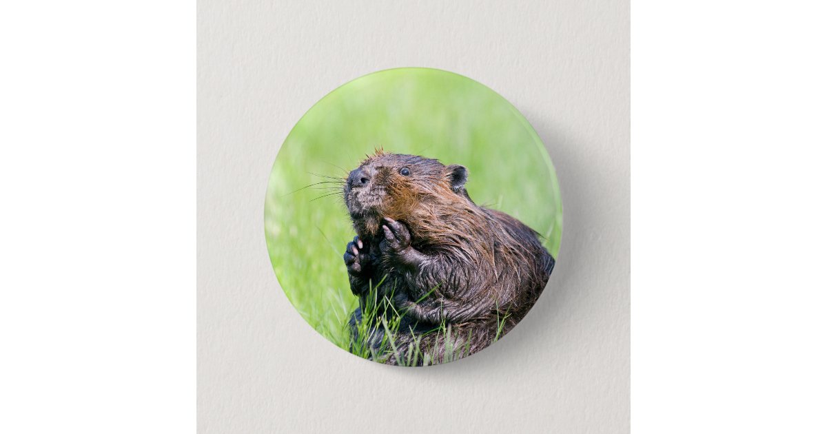Wet Beaver Pinback Button | Zazzle