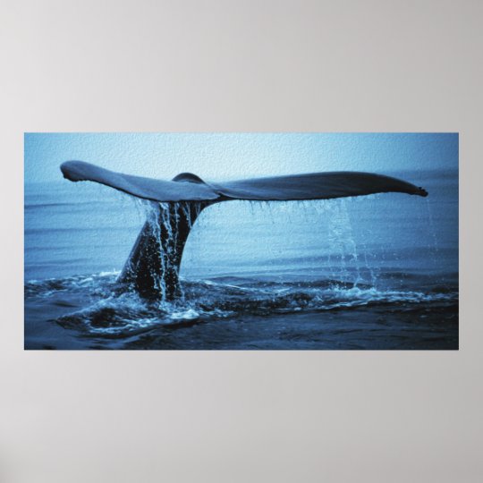 Whale Fluke Poster | Zazzle.com