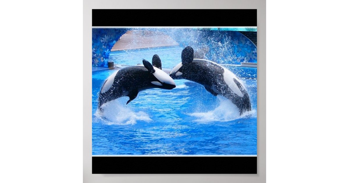 Whale Photo Poster Print | Zazzle