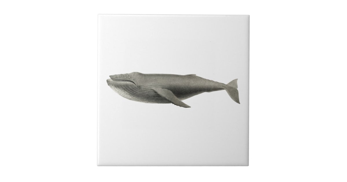 "WHALE" SEALIFE CERAMIC TILE | Zazzle