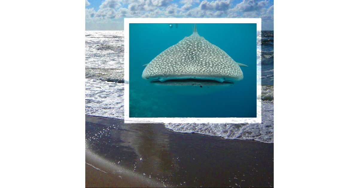 Whale Shark, Front View, Face Postcard | Zazzle