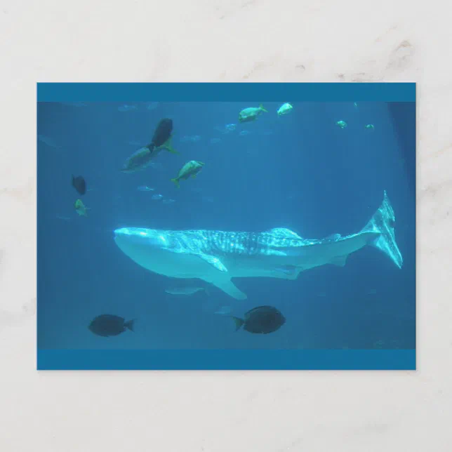 Whale Shark Postcard | Zazzle