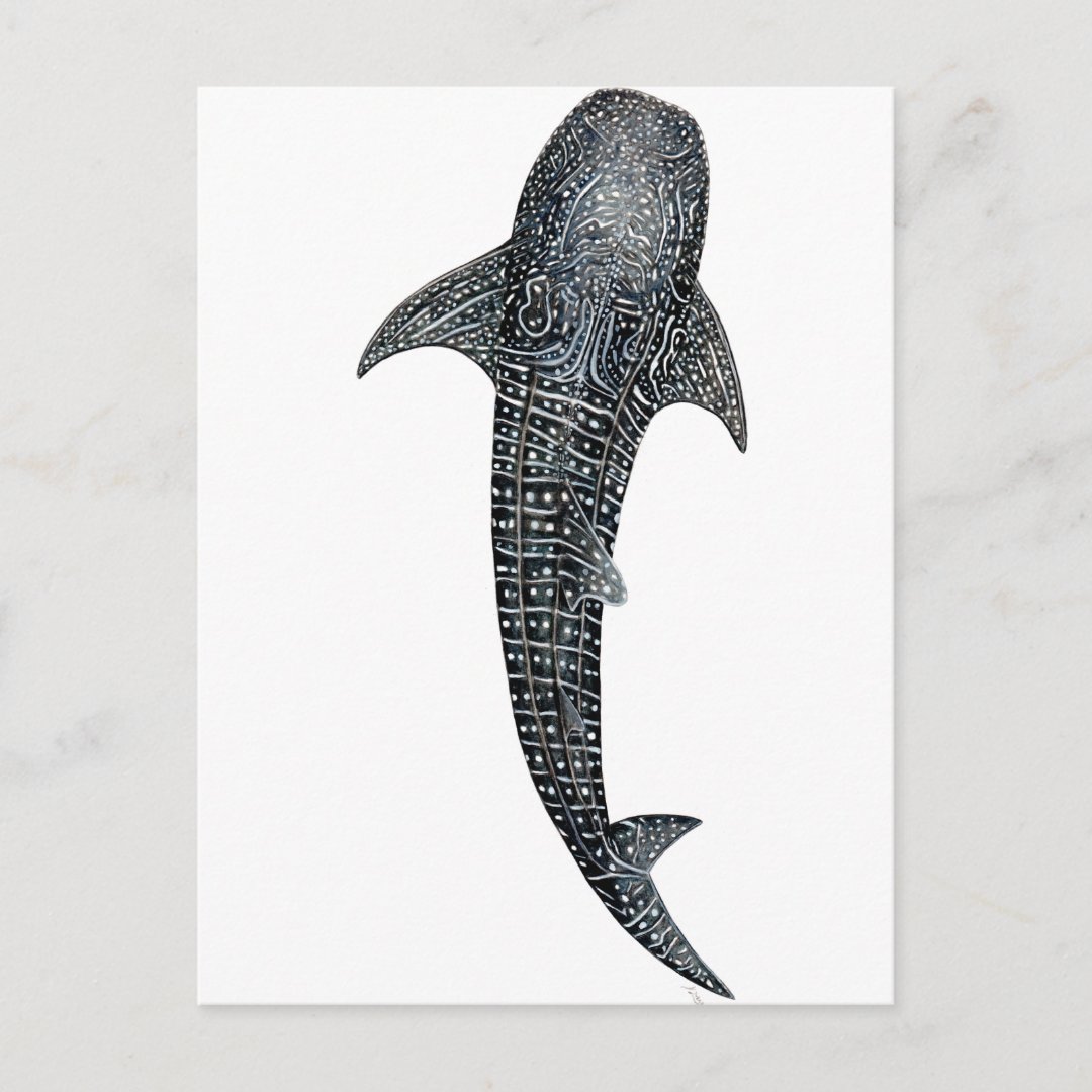 Whale shark postcard | Zazzle