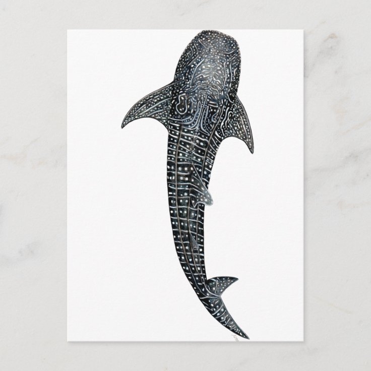 Whale shark postcard | Zazzle