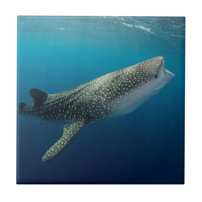 Whale Shark Swimming Ceramic Tile | Zazzle