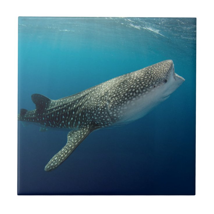 Whale Shark Swimming Ceramic Tile | Zazzle