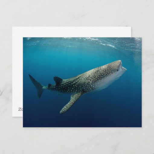 Whale Shark Swimming Postcard | Zazzle