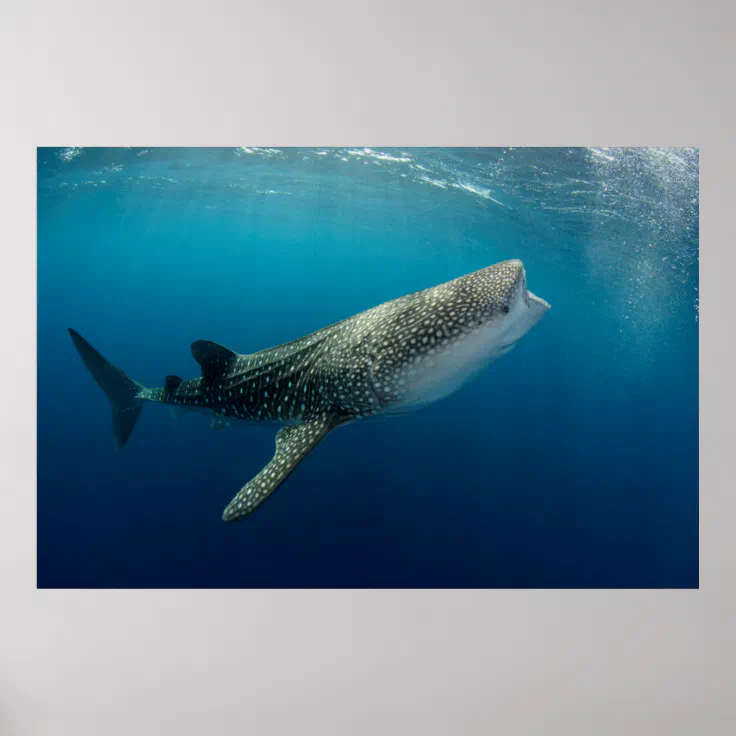 Whale Shark Swimming Poster | Zazzle