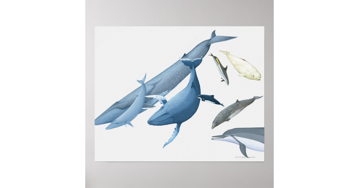Whales Poster | Zazzle.com