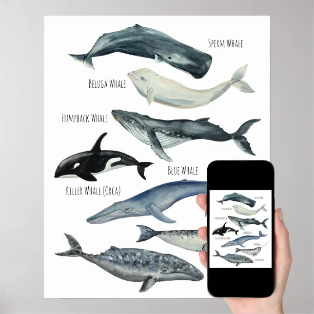 Whales Poster | Zazzle