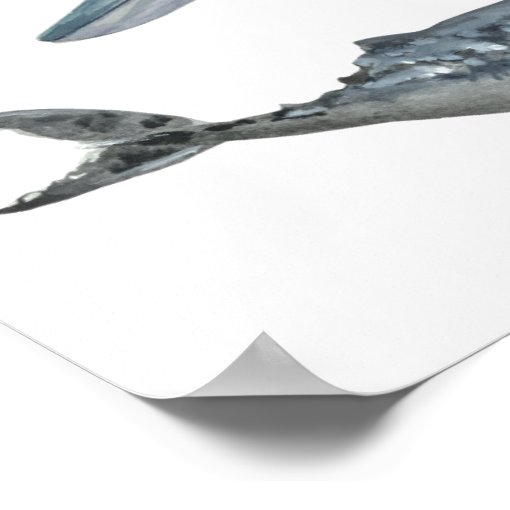 Whales Poster | Zazzle