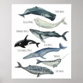 Whales Poster | Zazzle