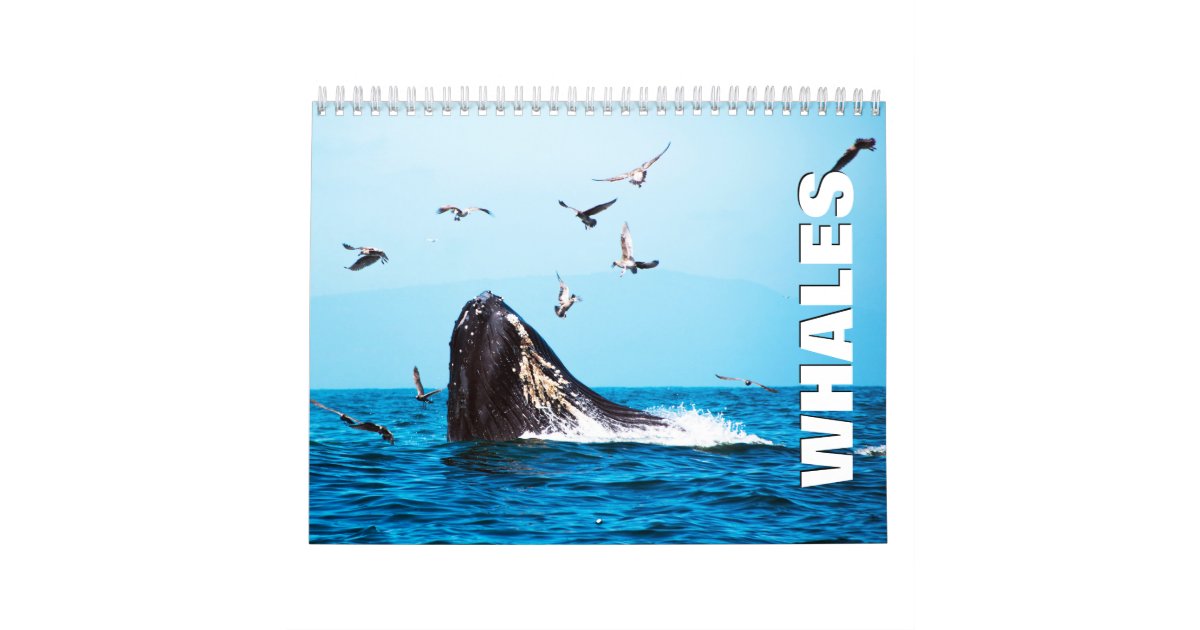 Whales Wall Calendar | Zazzle