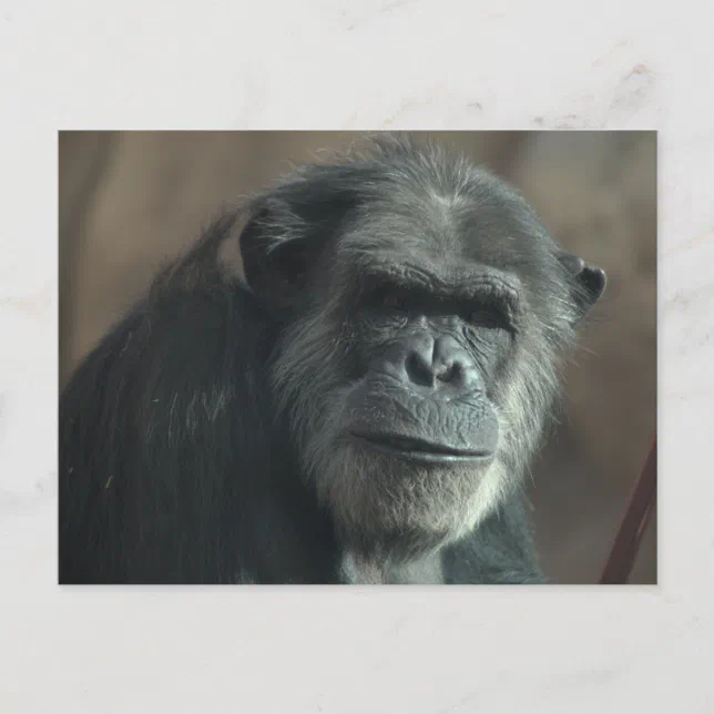 What a face? postcard | Zazzle