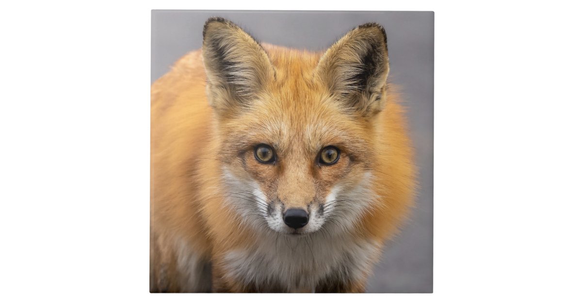 What Big Eyes You Have Ceramic Tile | Zazzle
