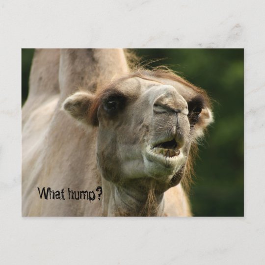 What Hump? Postcard | Zazzle.com