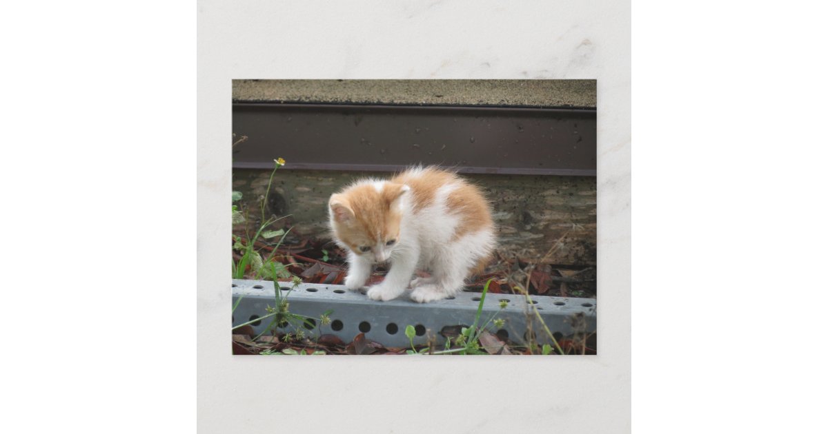 "What is down there?" Postcard | Zazzle