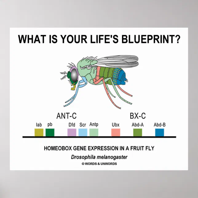What Is Your Life's Blueprint? (Gene Expression) Poster | Zazzle