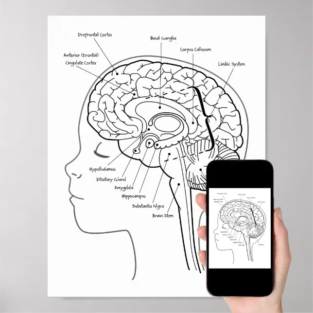 What's in Your Brain Poster | Zazzle