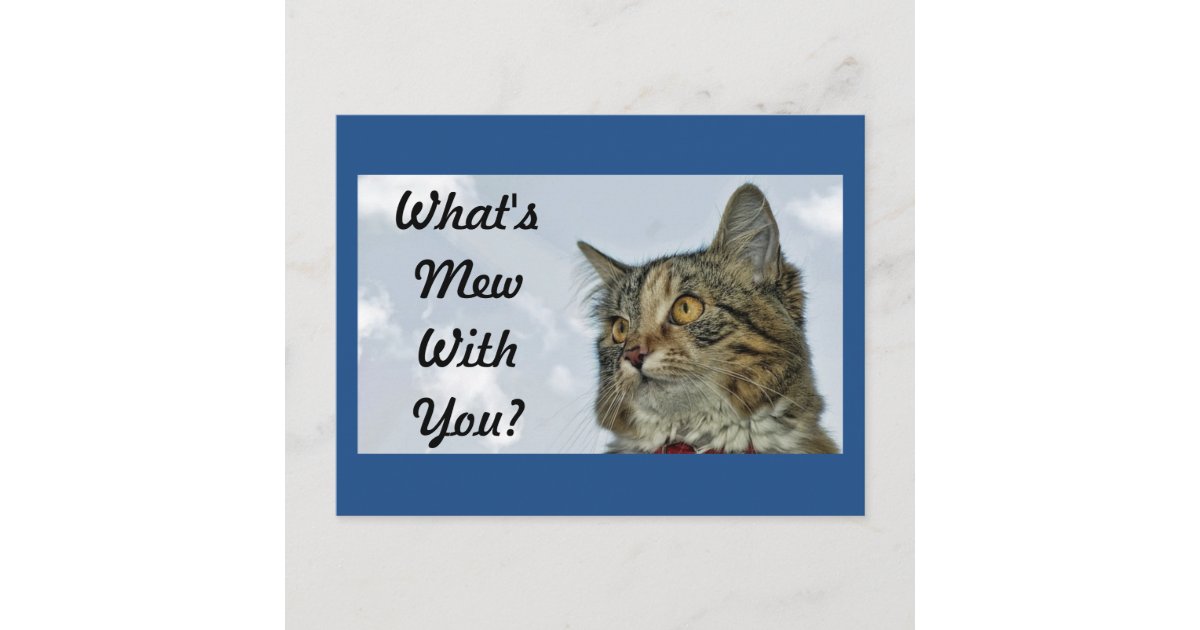 What's Mew Cat Postcard | Zazzle
