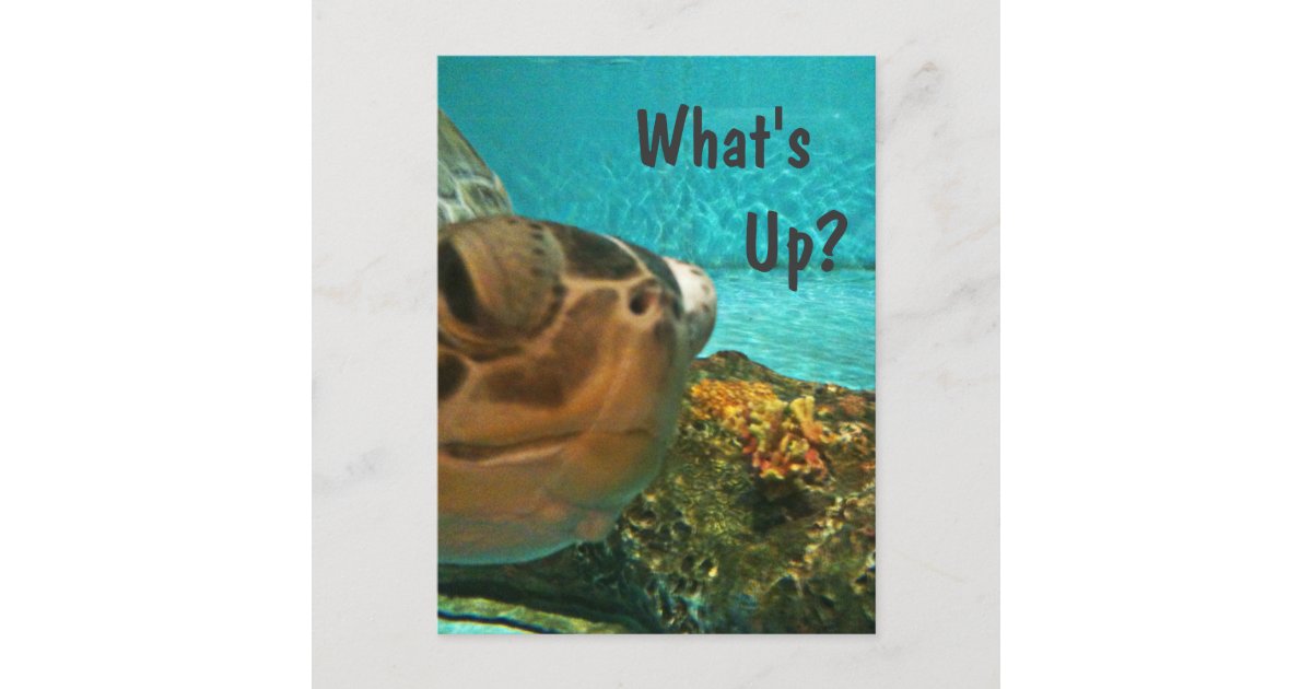 What's Up Turtle Selfie Postcard | Zazzle
