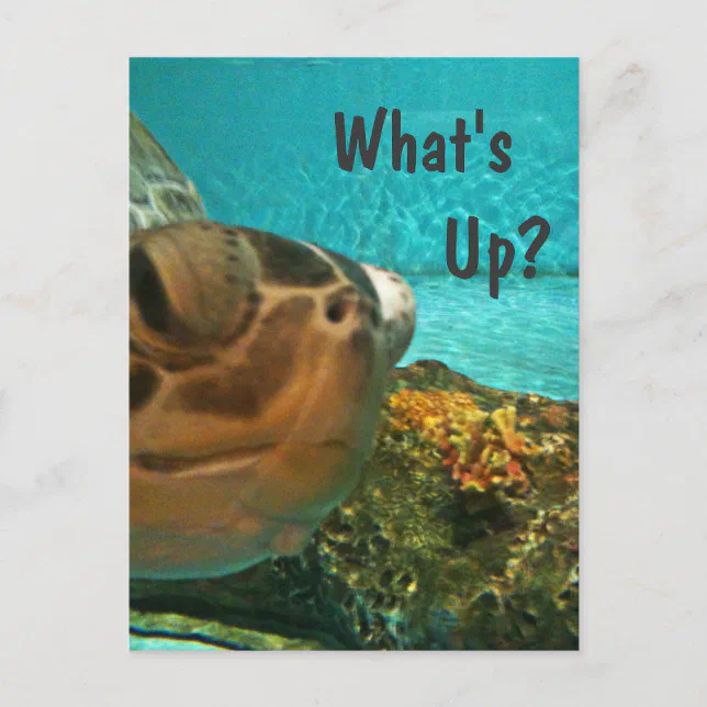What's Up Turtle Selfie Postcard | Zazzle
