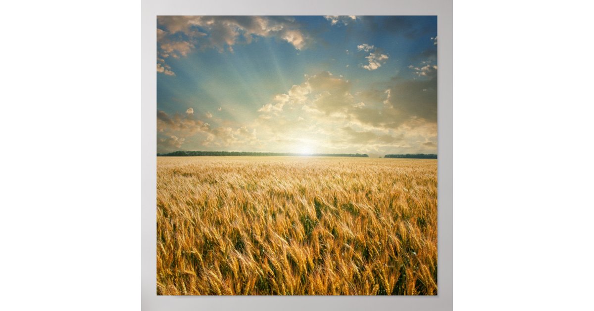 Wheat field on sunset poster | Zazzle