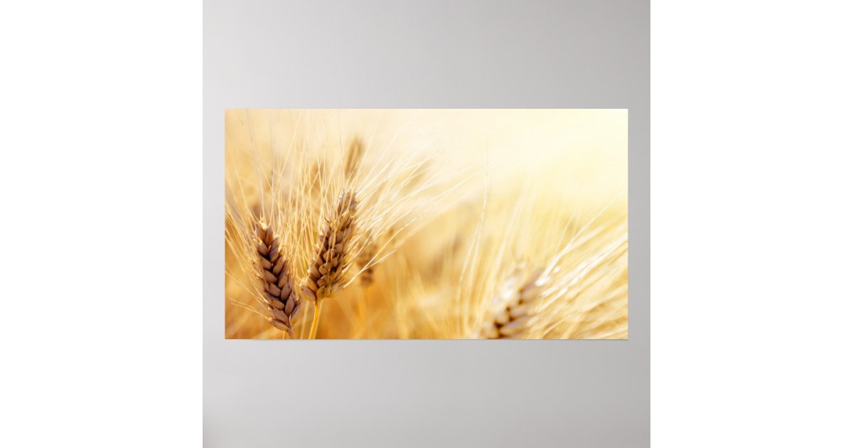 Wheat field poster | Zazzle