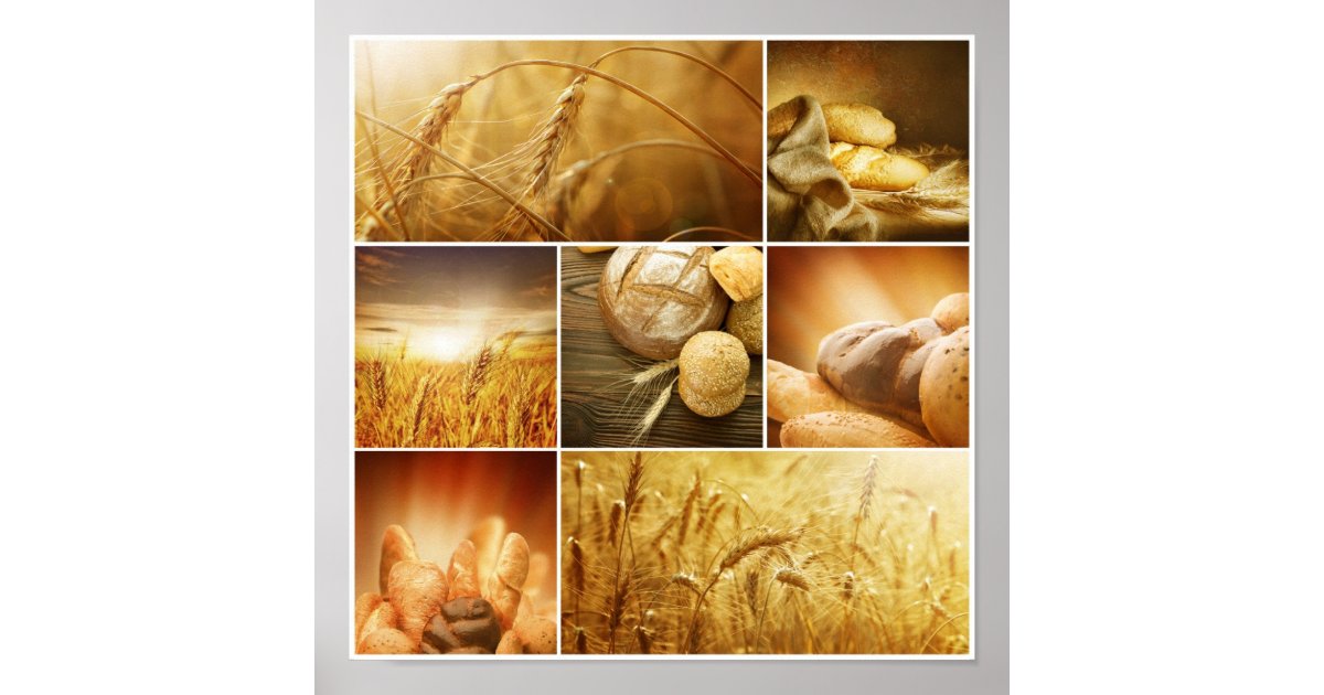 Wheat.Harvest concepts.Cereal collage Poster | Zazzle