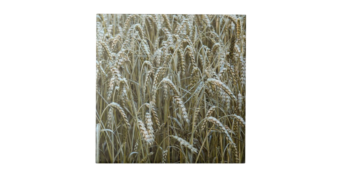Wheat Seed Heads Ceramic Tile | Zazzle