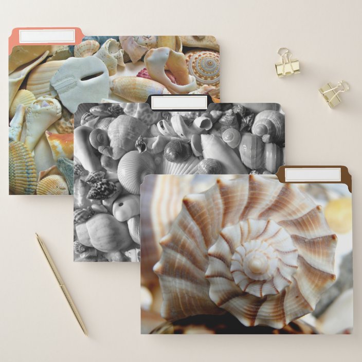Whelk Beach Shells Collection File Folder Set | Zazzle.com