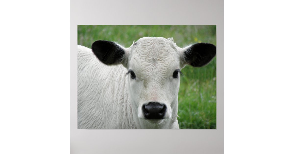 Whimsical White Calf Poster | Zazzle