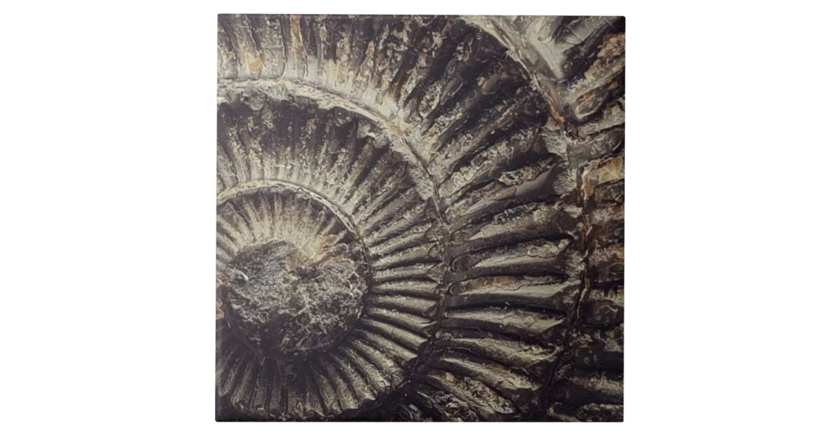 Whitby Ammonite imprint large Ceramic Tile | Zazzle