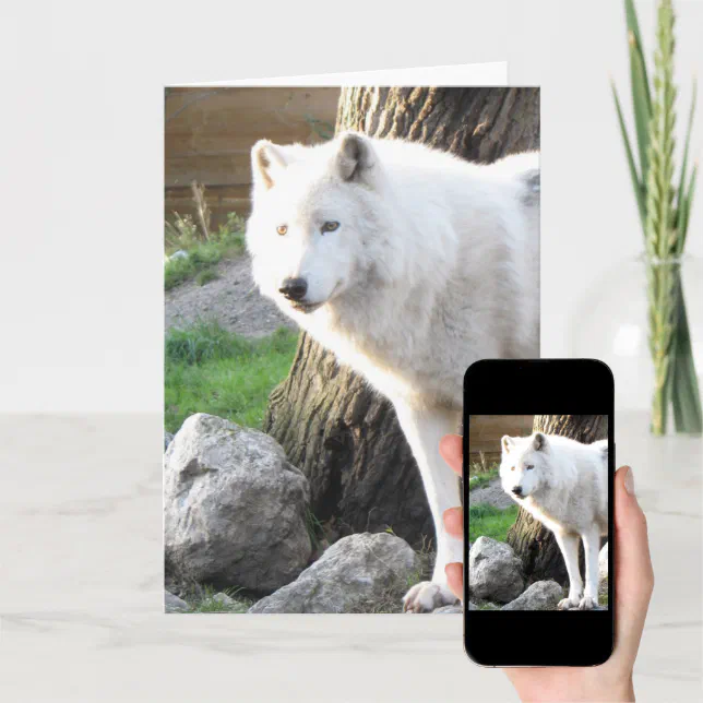 White albino wolf spirit - Therian gifts Card | Zazzle