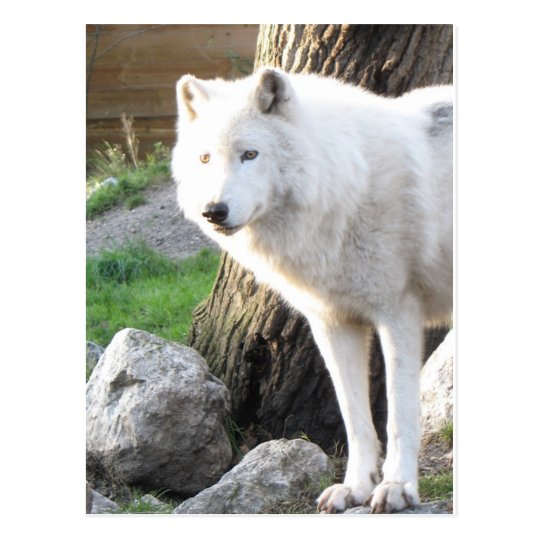White albino wolf spirit - Therian gifts Postcard | Zazzle.com