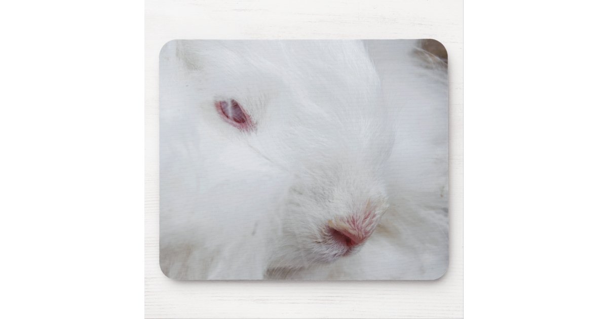 White Angora Rabbit Mouse Pad | Zazzle