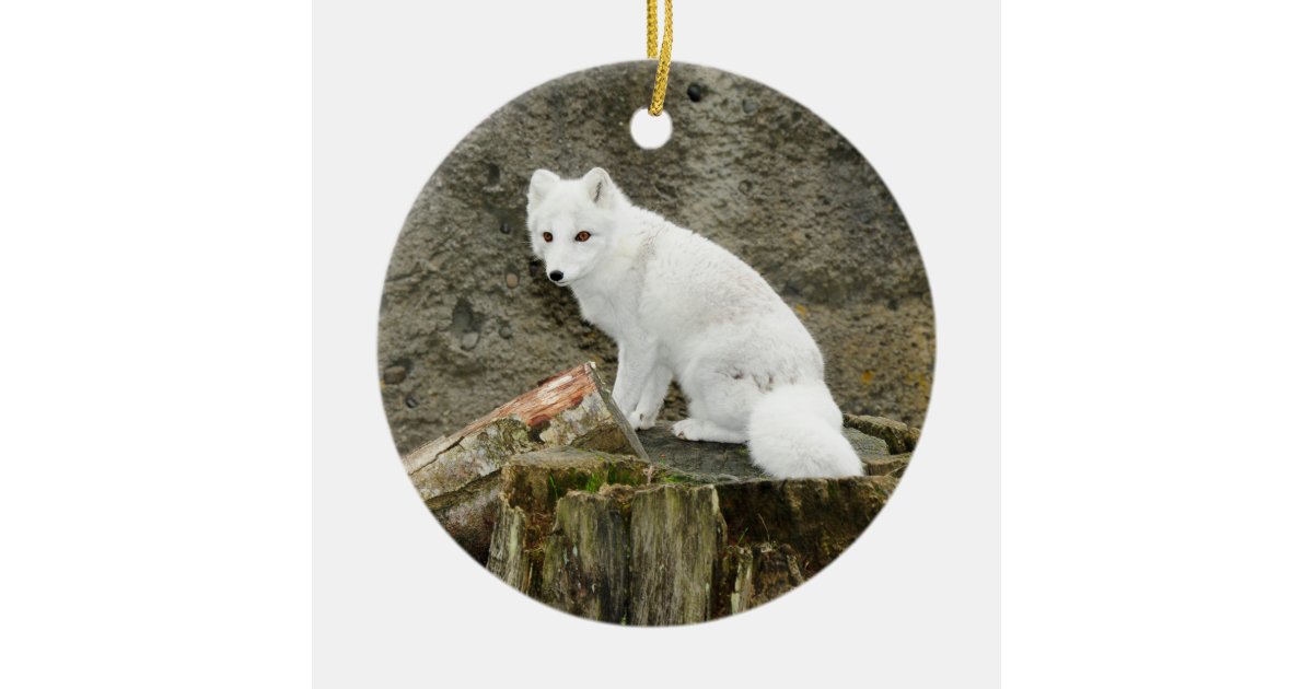 White arctic fox christmas ornament | Zazzle