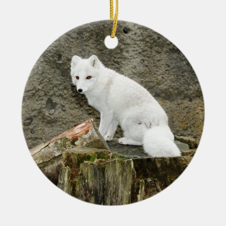White arctic fox christmas ornament | Zazzle