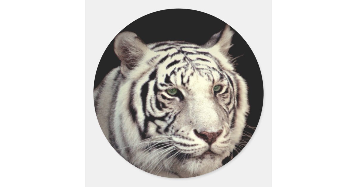 White Bengal Tiger Classic Round Sticker | Zazzle